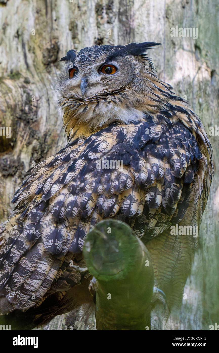 Ein Europäischer Uhu Bubo bubo im Tierfreigelände im ...