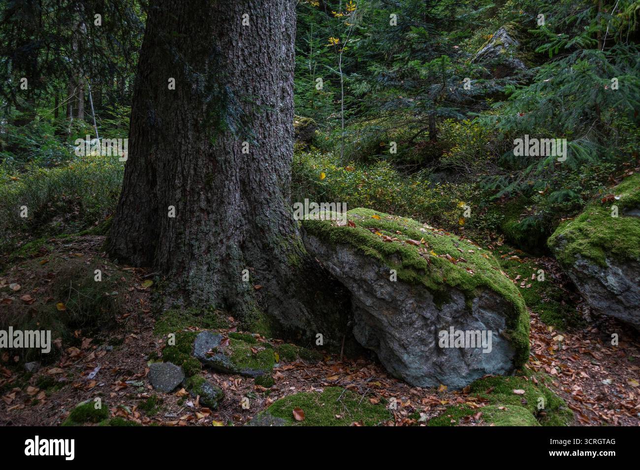 Ein großer Nadelbaum im Wald auf dem Silberberg bei Bodenmais Landkreis ...