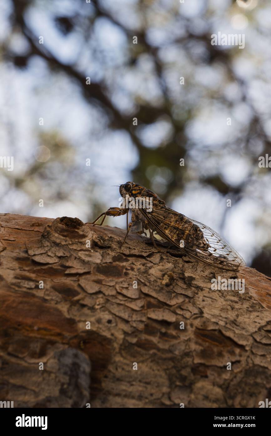 Close up shot cicada camouflaged hi-res stock photography and images ...