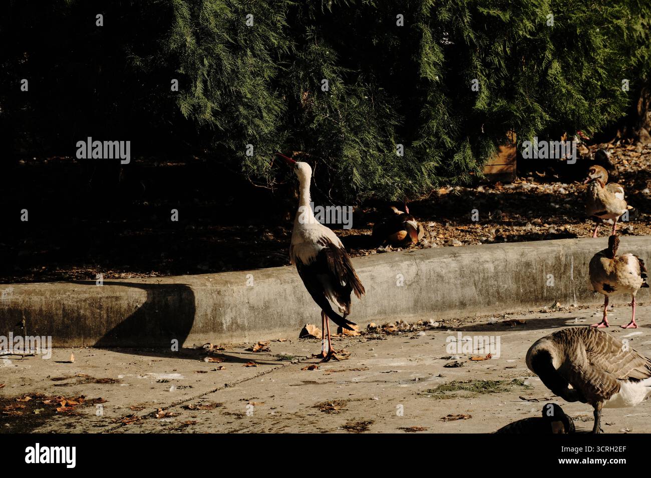Tall stork stands near hi-res stock photography and images - Alamy