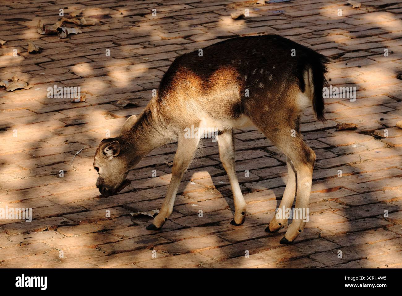 A young fallow deer explores the brick ground in Belgrade Zoo, sniffing ...