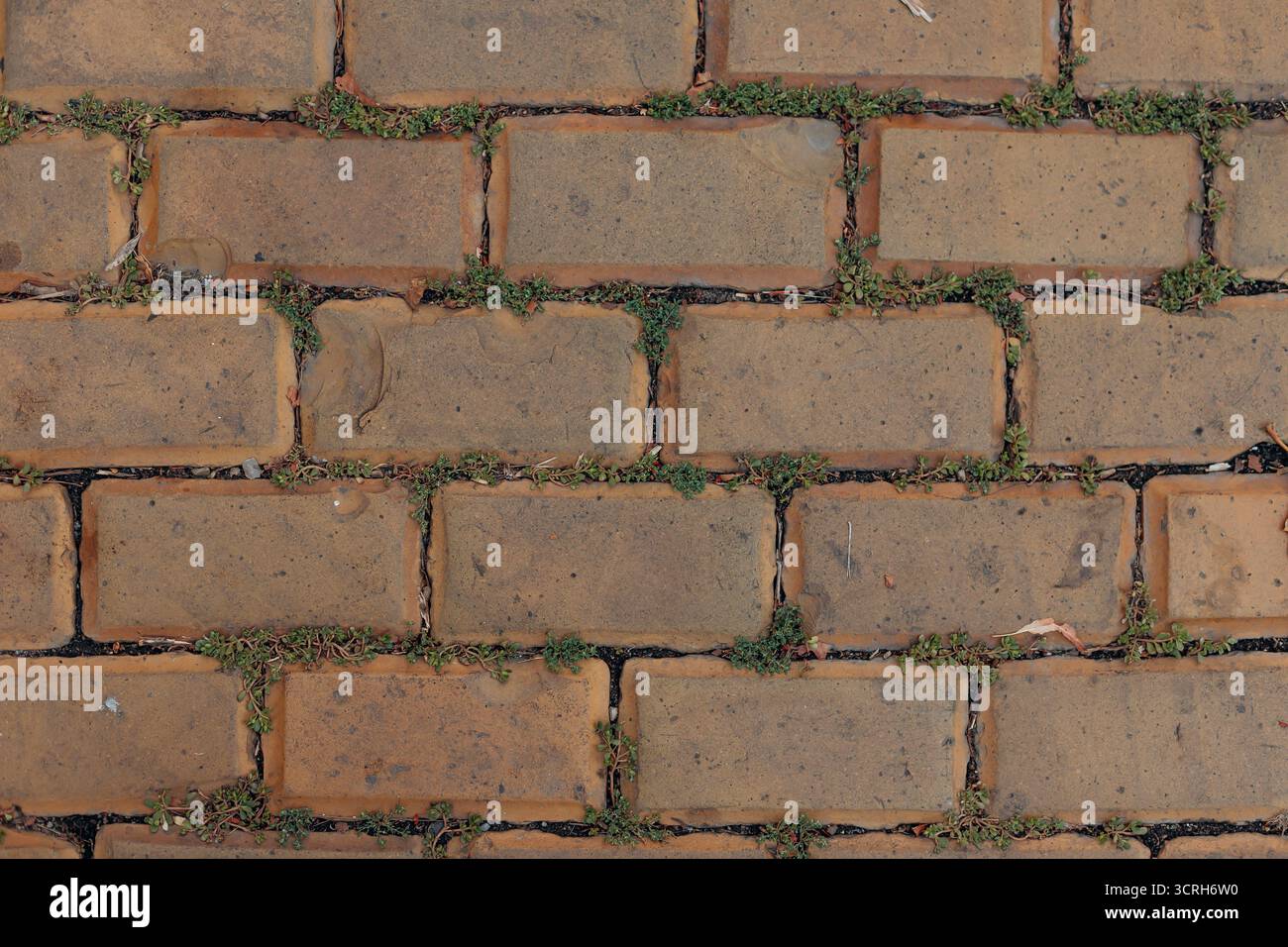 Pattern of yellow paving bricks with grass sprouting in straight lines ...