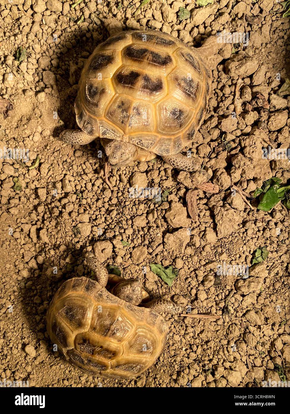 Little land hi-res stock photography and images - Alamy