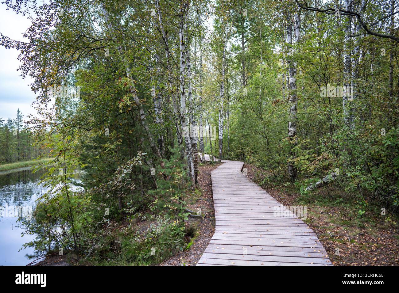 Ecological boardwalk following lake edge in preserved woodland park ...