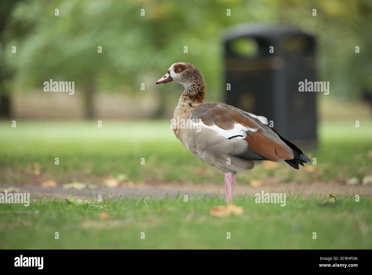 Goose royal parks hi-res stock photography and images - Alamy