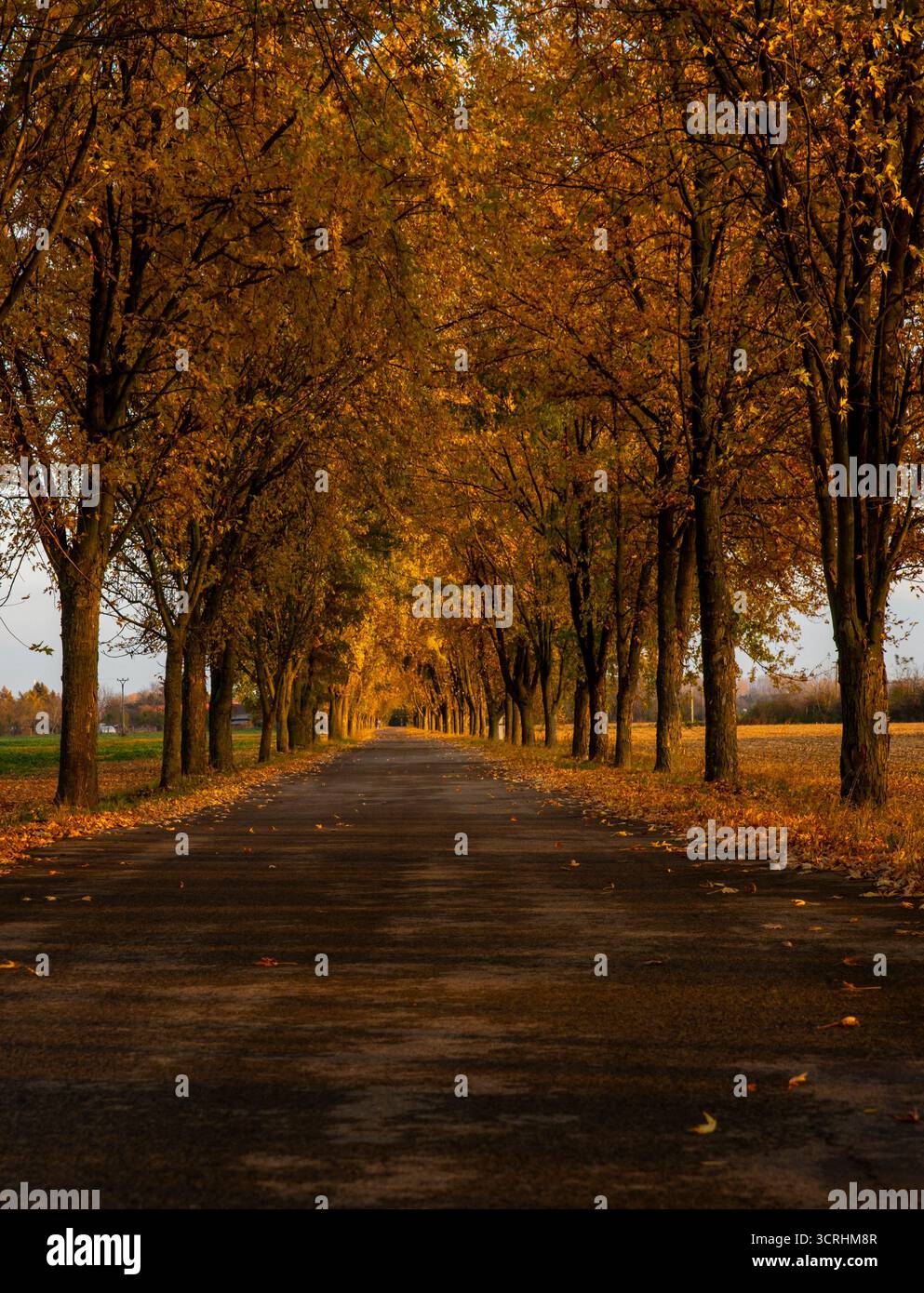 Autumn Road Alley. Fall season background. Trees forming a tree tunnel ...