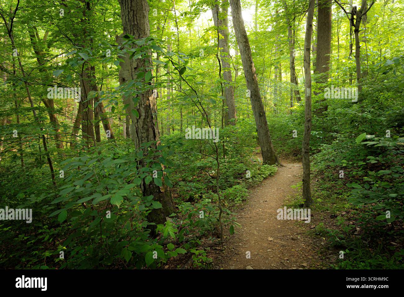 Dirt walking trail winding hi-res stock photography and images - Alamy