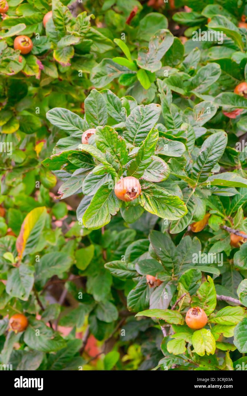 Medlar ripening outdoors hi-res stock photography and images - Alamy