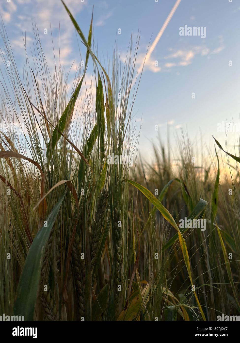 The rye is heading in the field and blue sky in the background Stock ...