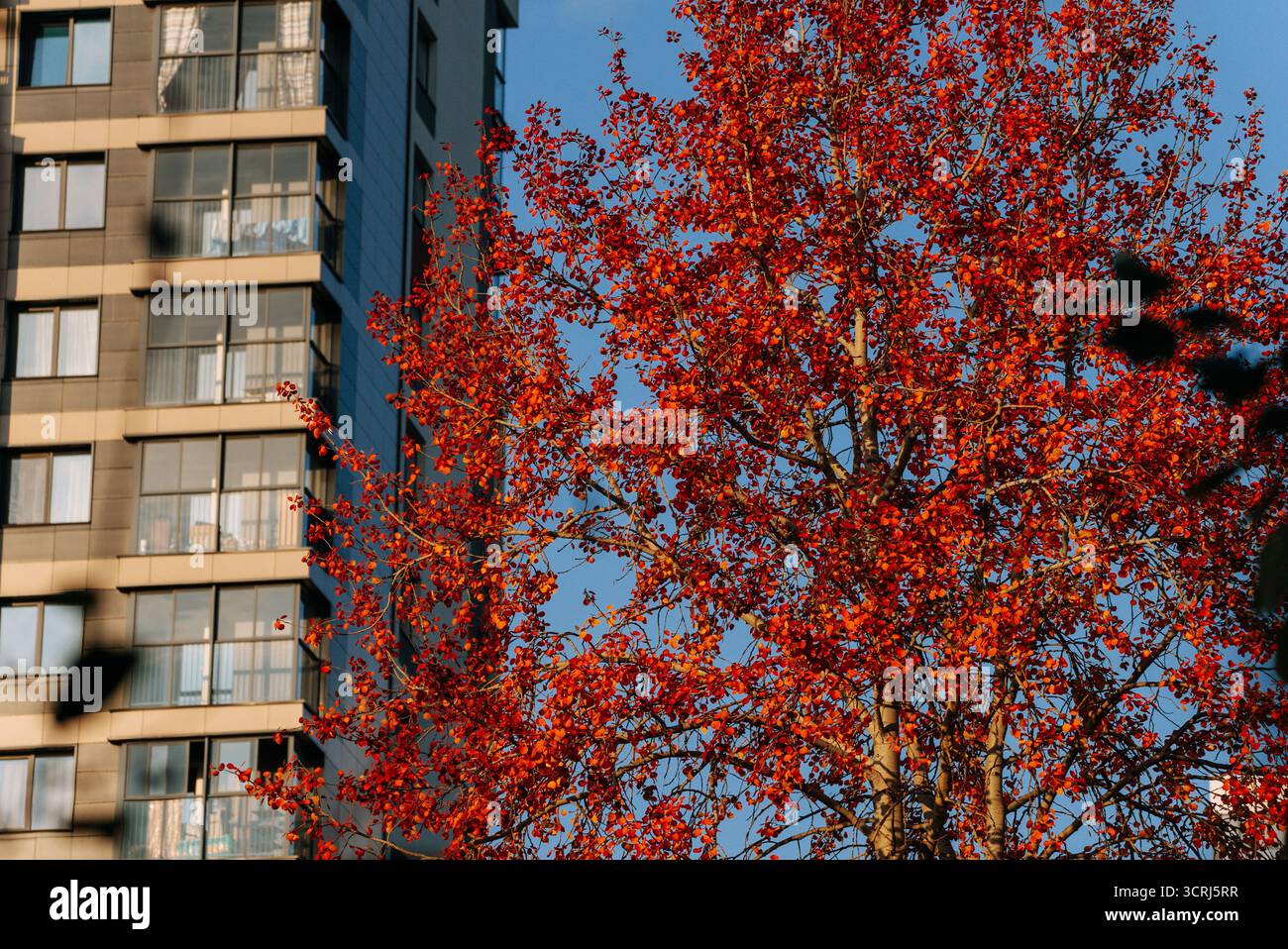 Autumn tree displaying vibrant red leaves stands in front of a modern ...