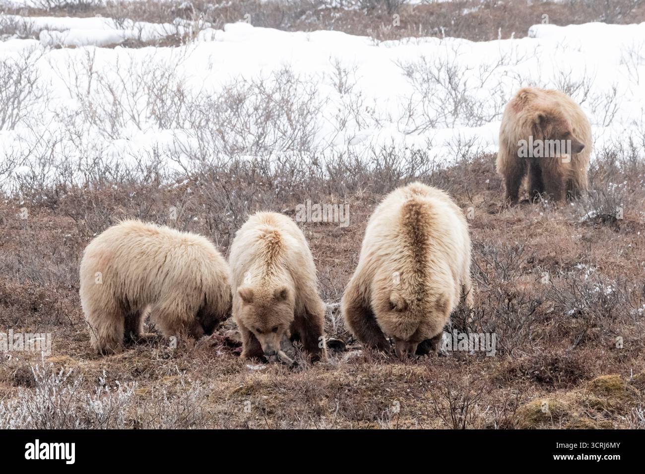 Grizzly bears; North America; United States; Alaska; North Slope ...