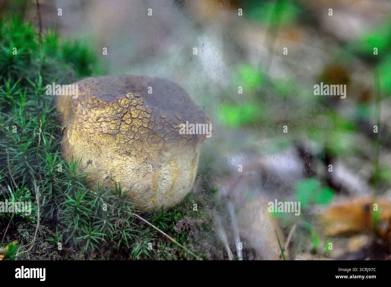 Common earthball (Scleroderma citrinum) releasing spores. Photo from ...