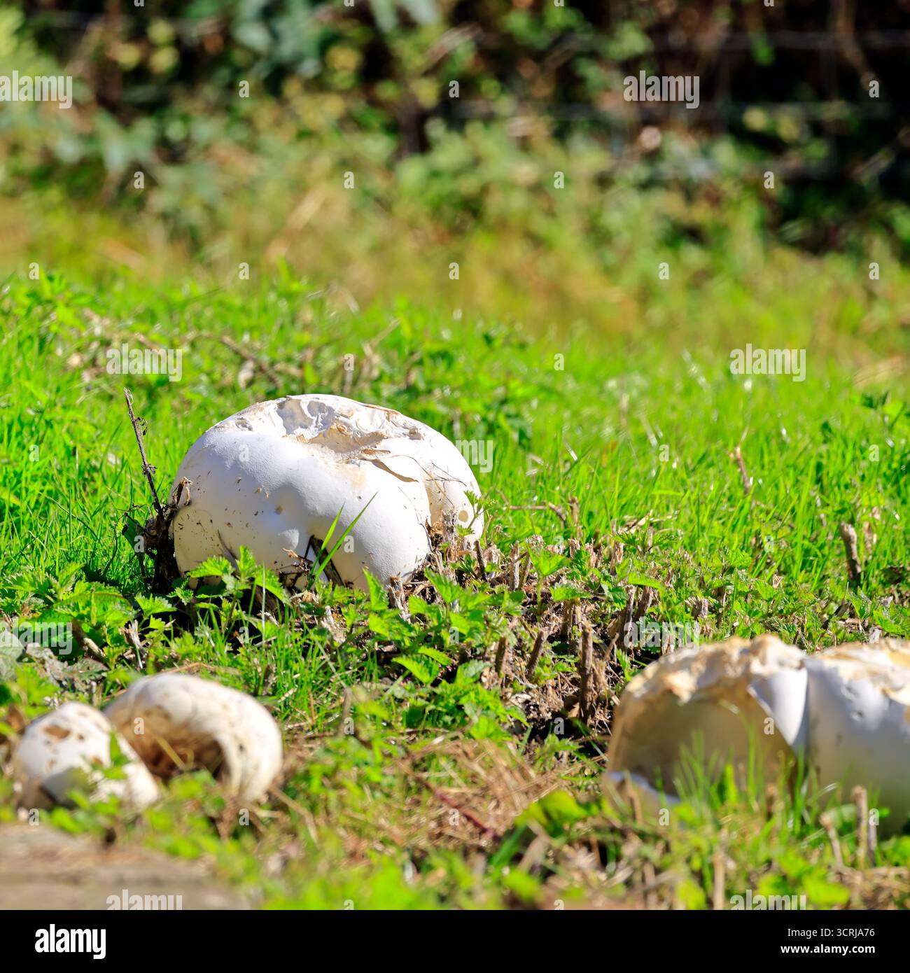 Giant puffballs in grassland (calvatia gigantea), Cardiff, South Wales ...