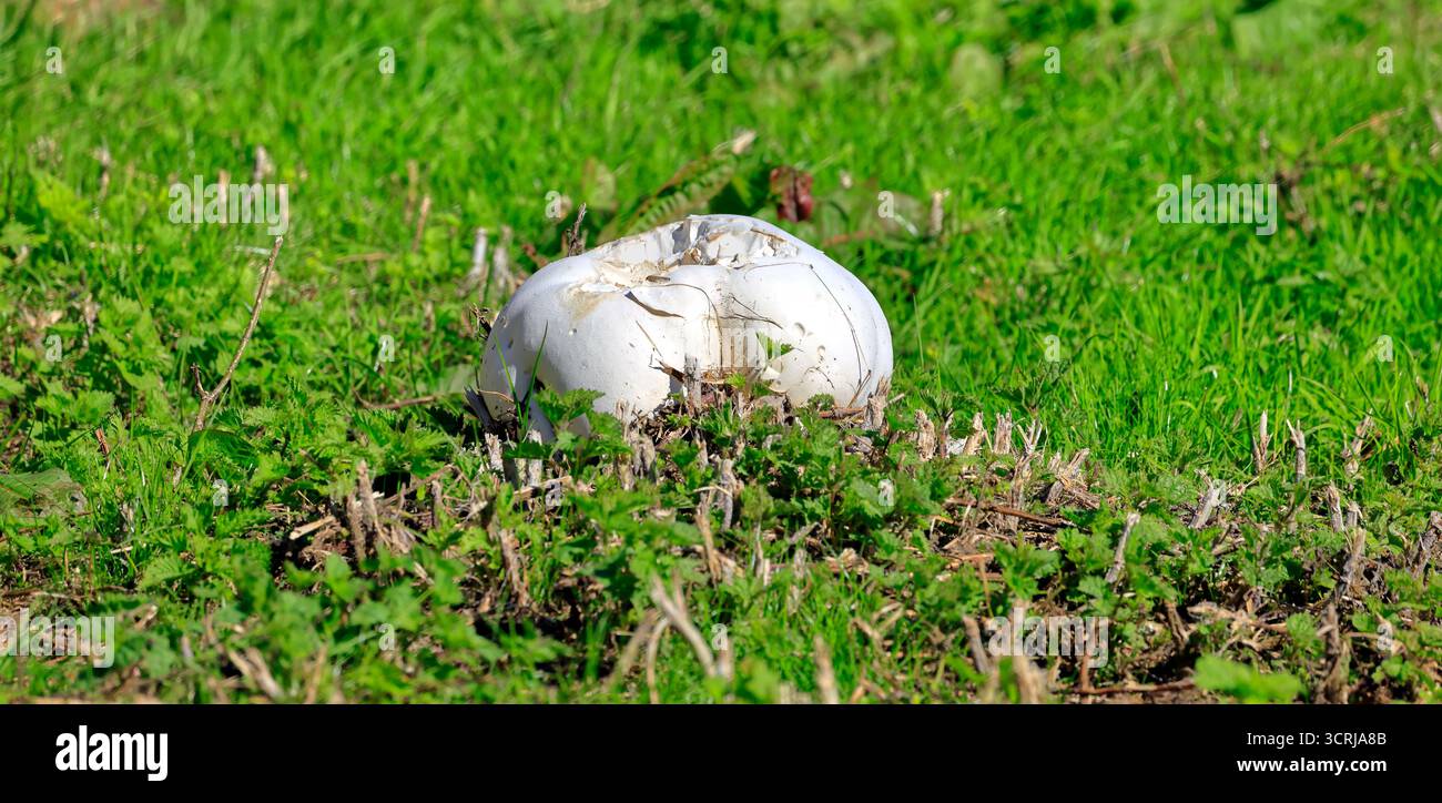 Giant puffballs in grassland (calvatia gigantea), Cardiff, South Wales ...