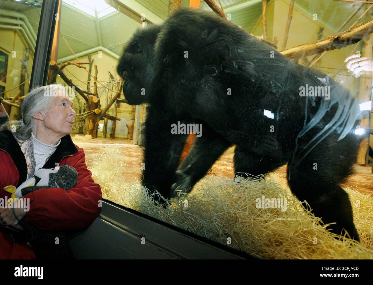 FILE - Jane Goodall, British ethnologist and world famous expert for ...