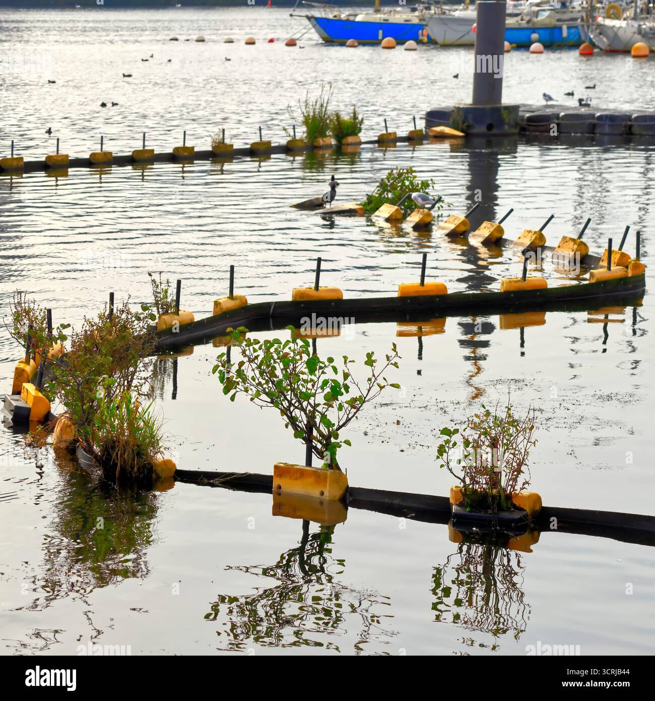 Floating rubbish boom with added plants, Cardiff Bay, South Wales ...