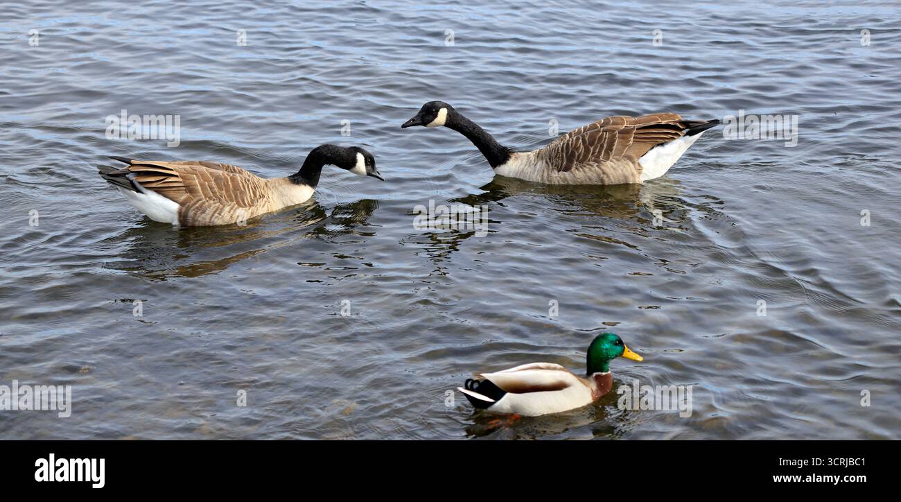 Canada geese (branta canadensis), Cardiff Bay Wetland Nature Reserve ...