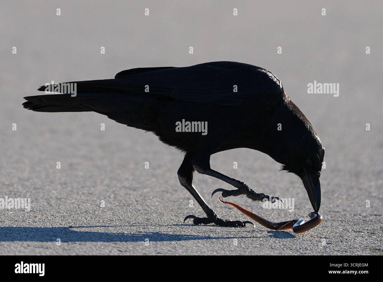 A crow eats a baby snake inside Florida's Everglades National Park ...