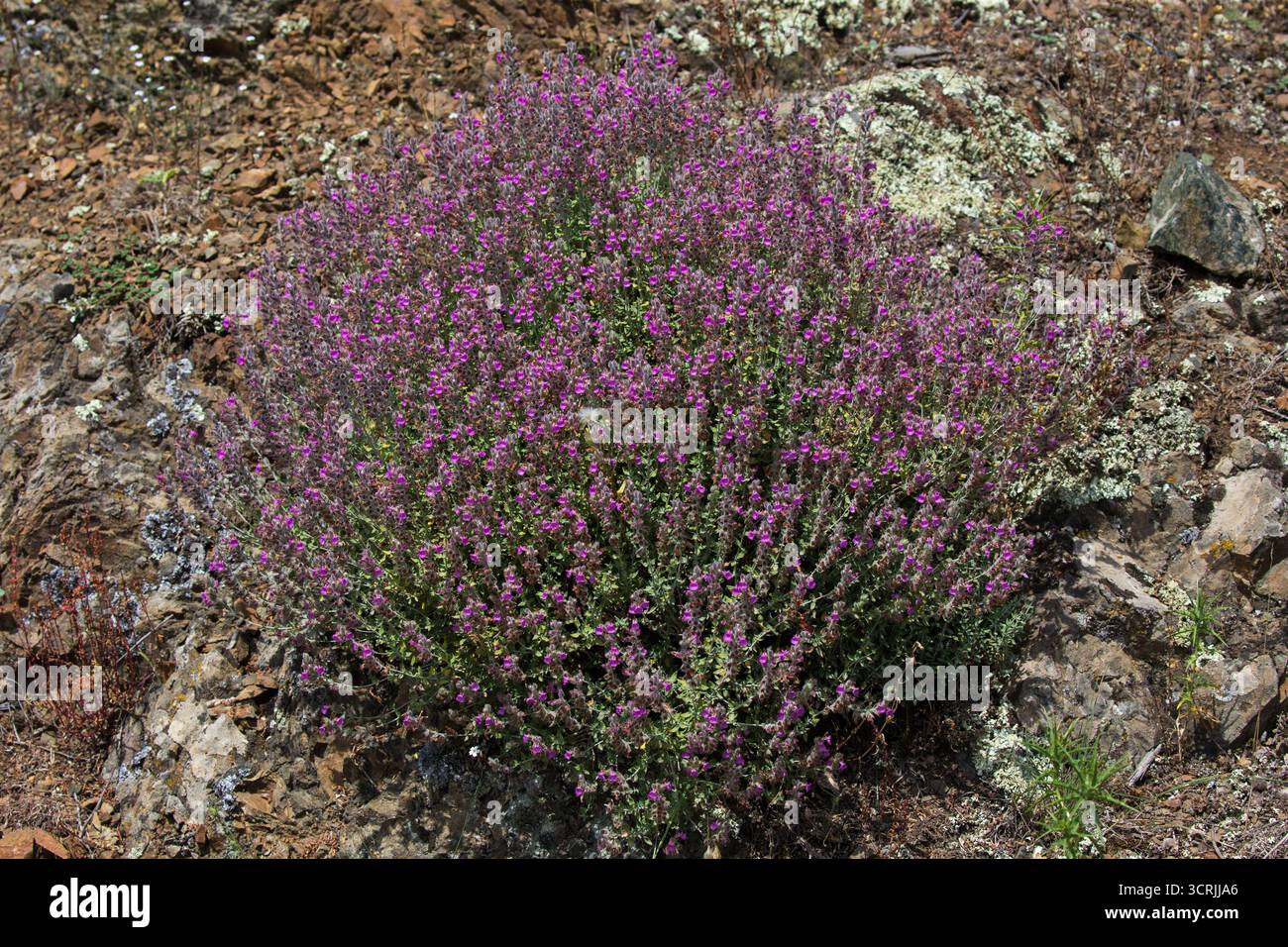 Rau de langani hi-res stock photography and images - Alamy