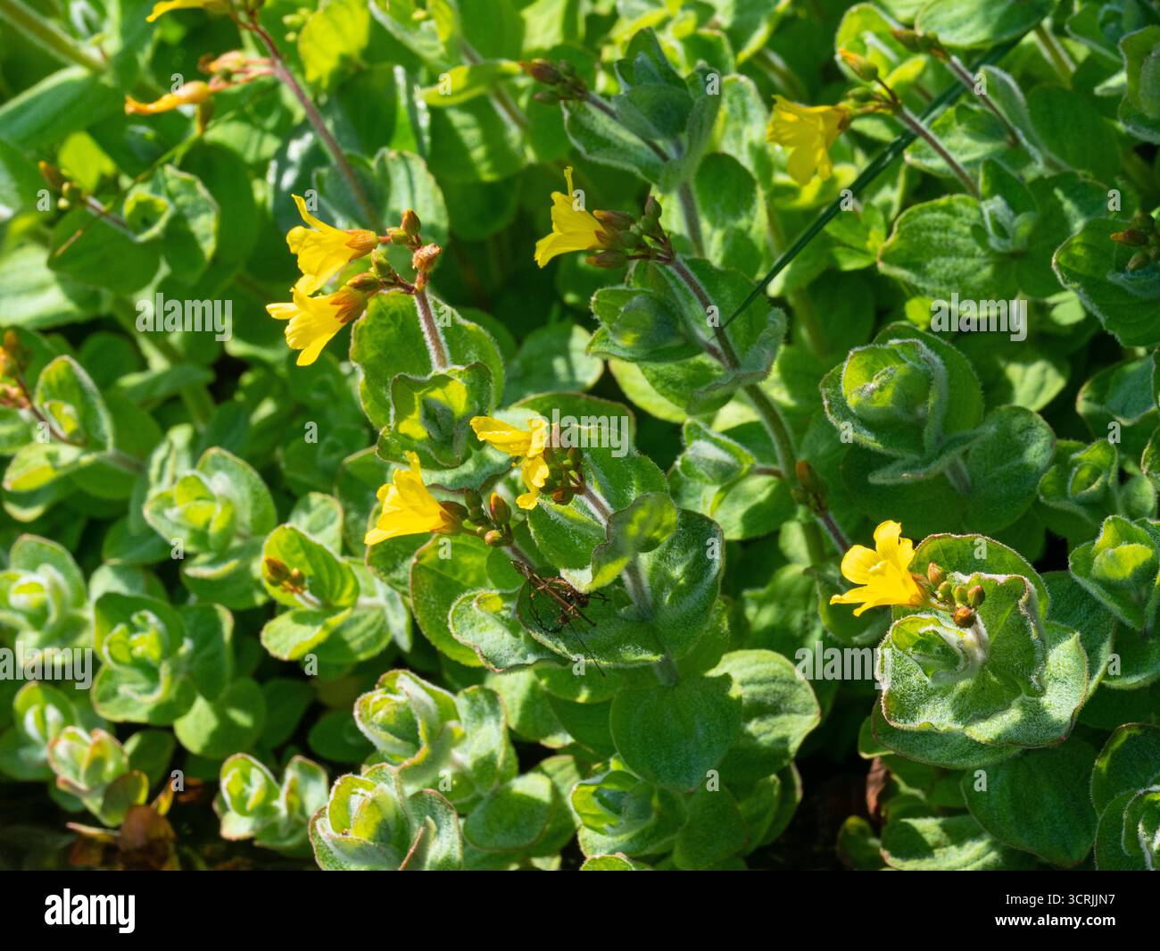 Growing in latchmore brook hi-res stock photography and images - Alamy