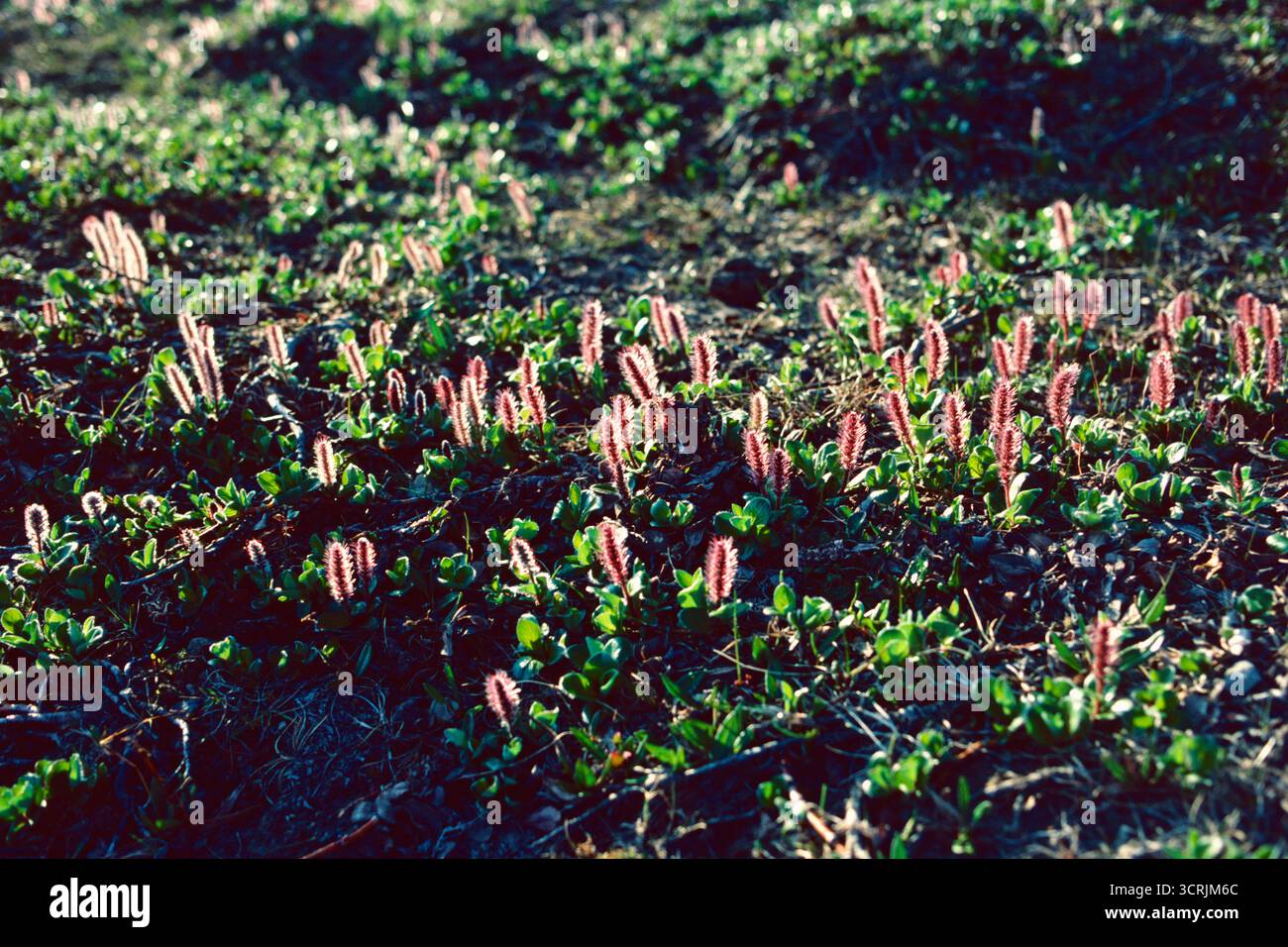 Arctic willow Salix arctica back-lit, Orsted Dal, Eastern Greenland ...