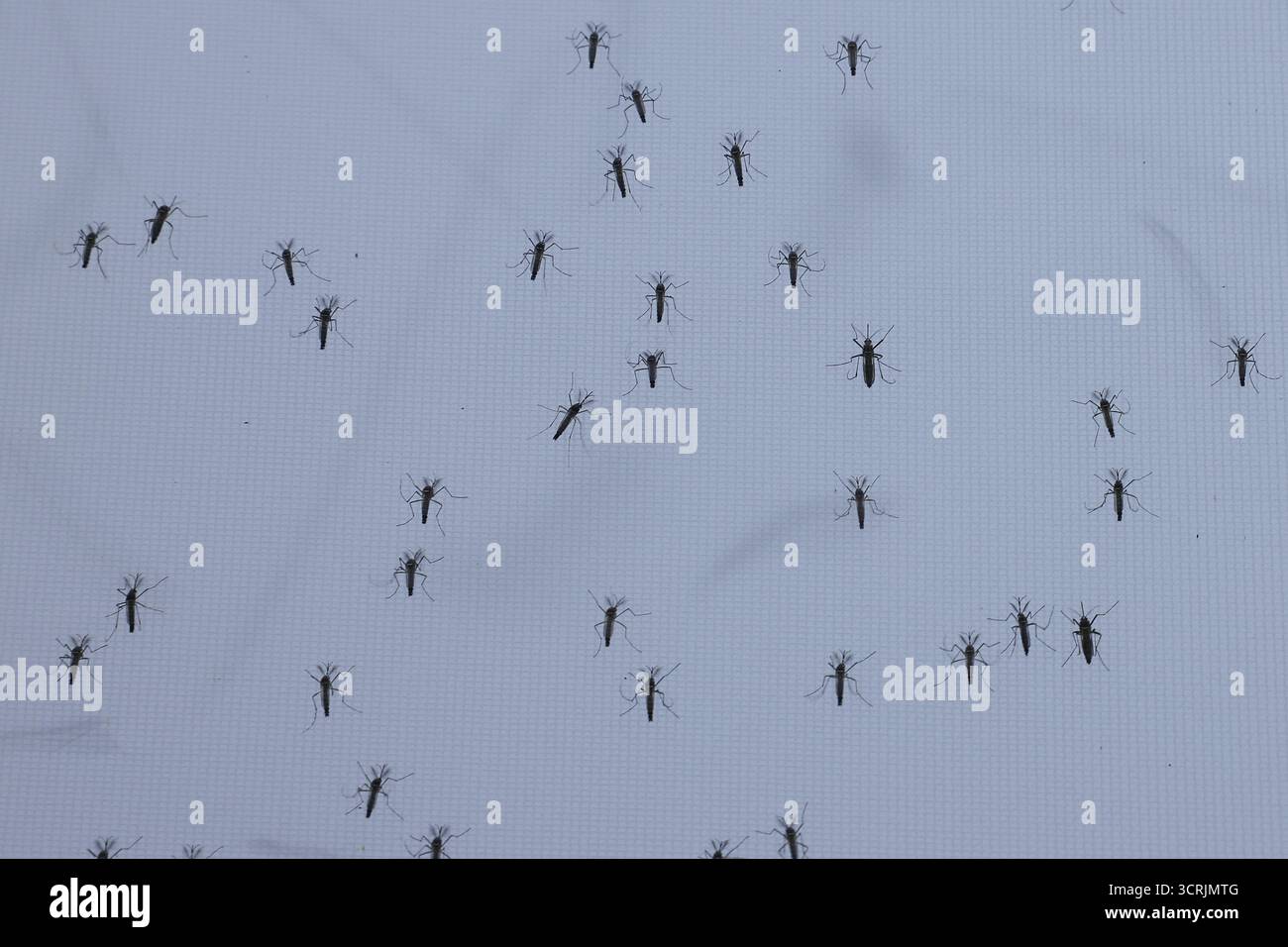 Aedes aegypti mosquitoes carrying Wolbachia, a dengue-blocking bacteria ...