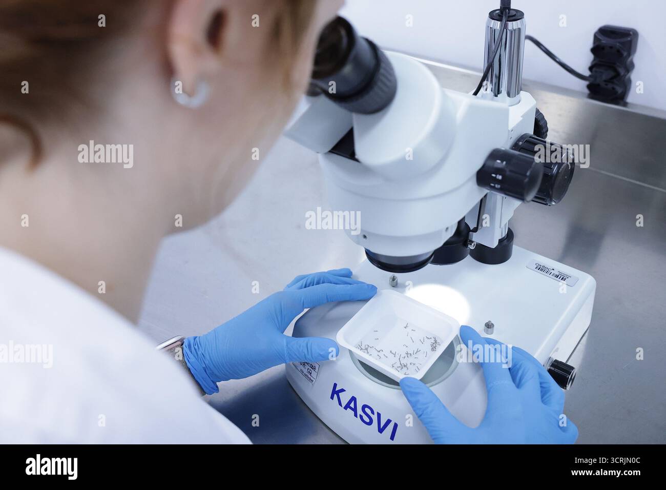 A researcher observes Aedes aegypti mosquitoes carrying Wolbachia, a ...