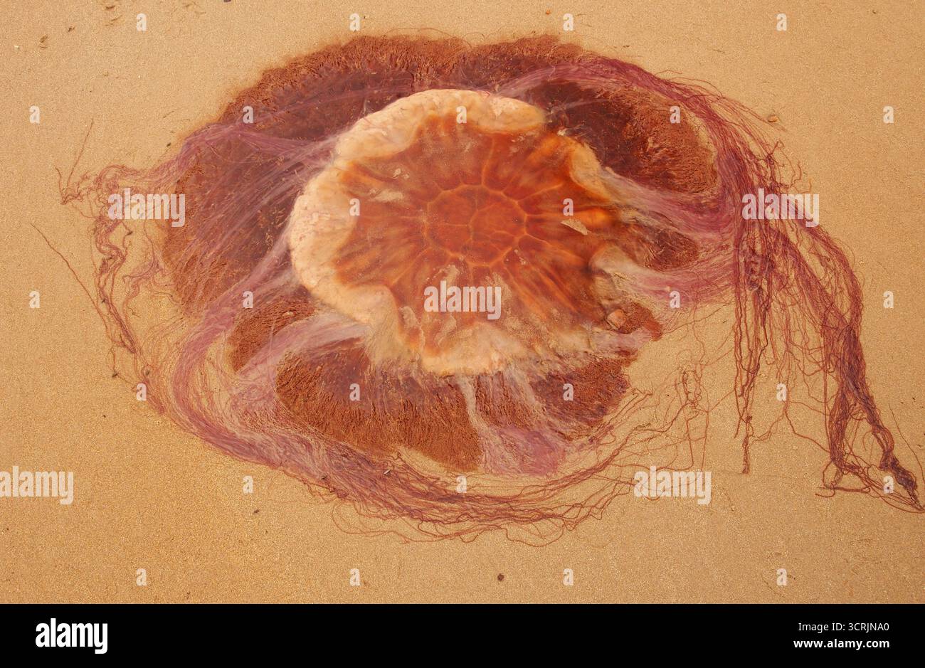 Large Lion Mane Jellyfish washed up on a beach on Islay, Scotland UK ...