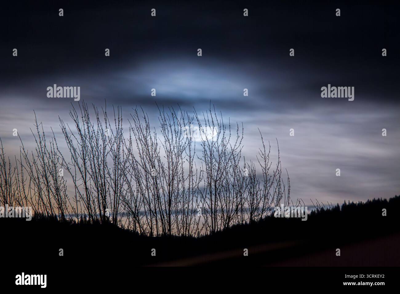 Hummingbird with moon hi-res stock photography and images - Alamy