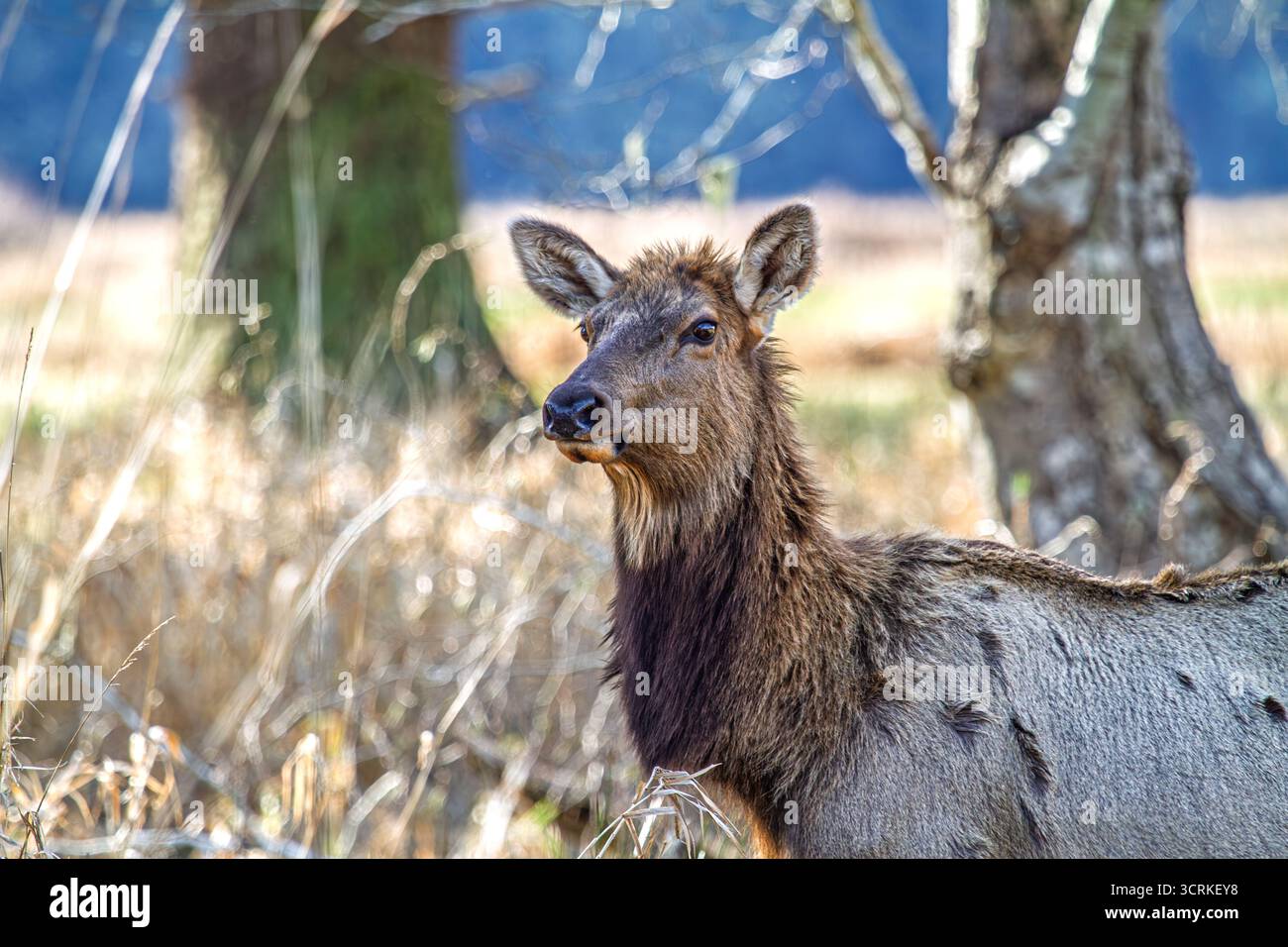 Roosevelt Elk on the Oregon Coast Stock Photo - Alamy
