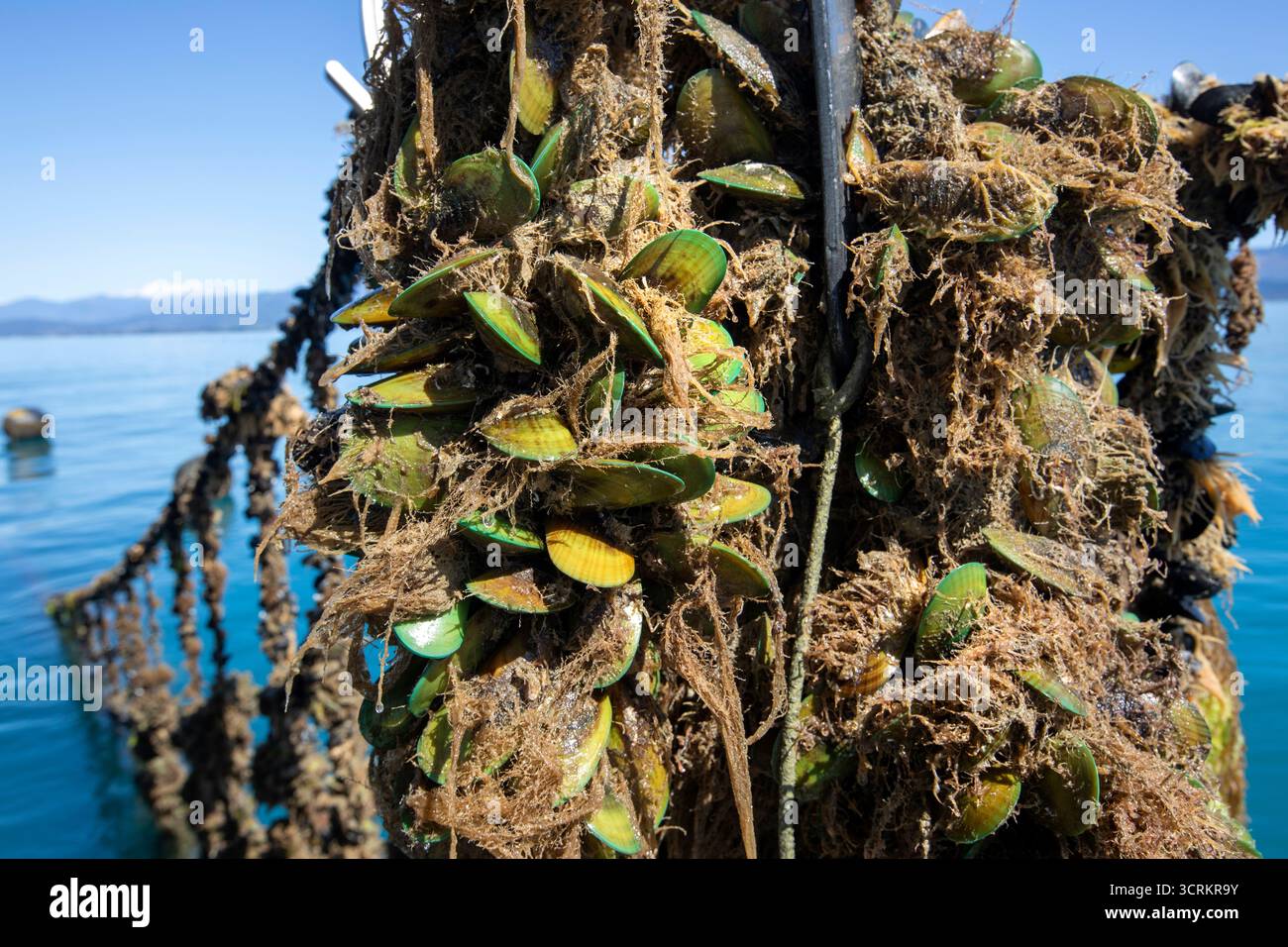 Mussel farm, Tasman Bay, Nelson, New Zealand Stock Photo - Alamy