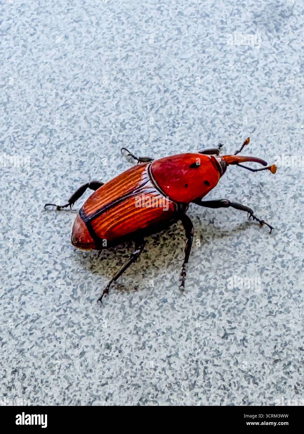 Rhynchophorus ferrugineus known red hi-res stock photography and images ...