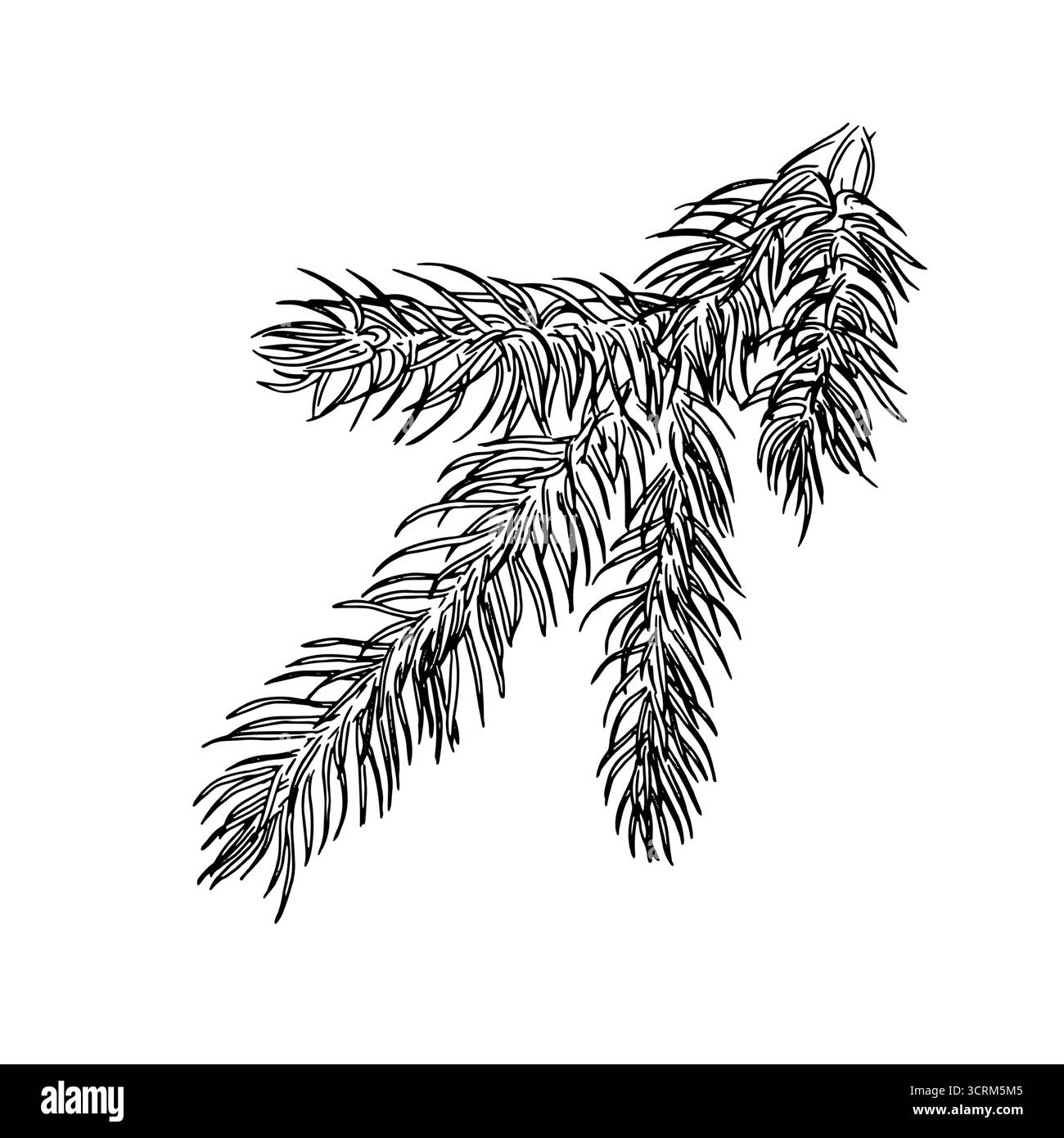 Pine tree needles on Stock Vector Images - Alamy