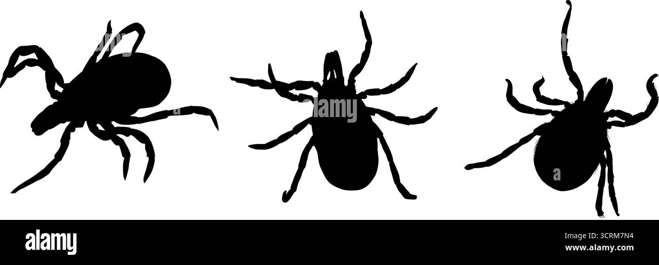 tick insects silhouettes set - vector illustration Stock Vector Image ...