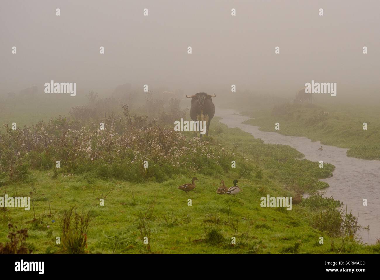Avon Valley, Fordingbridge, Hampshire, UK, 2nd October 2025, Weather ...