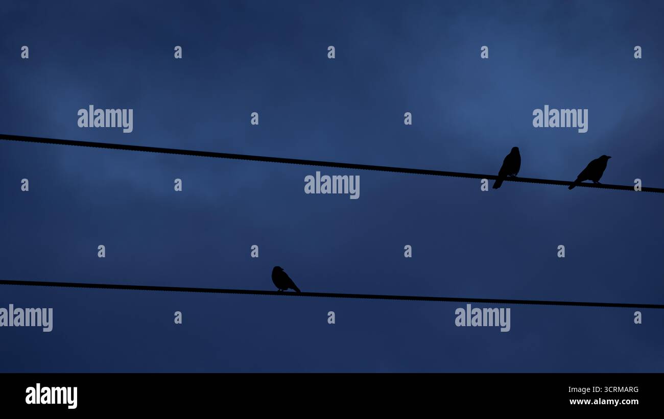 Silhouette of birds on power lines at dusk resembling musical notes ...