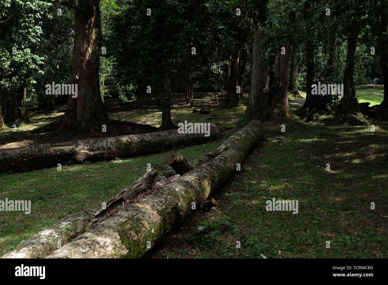 Trees realistic nature garden hi-res stock photography and images - Alamy