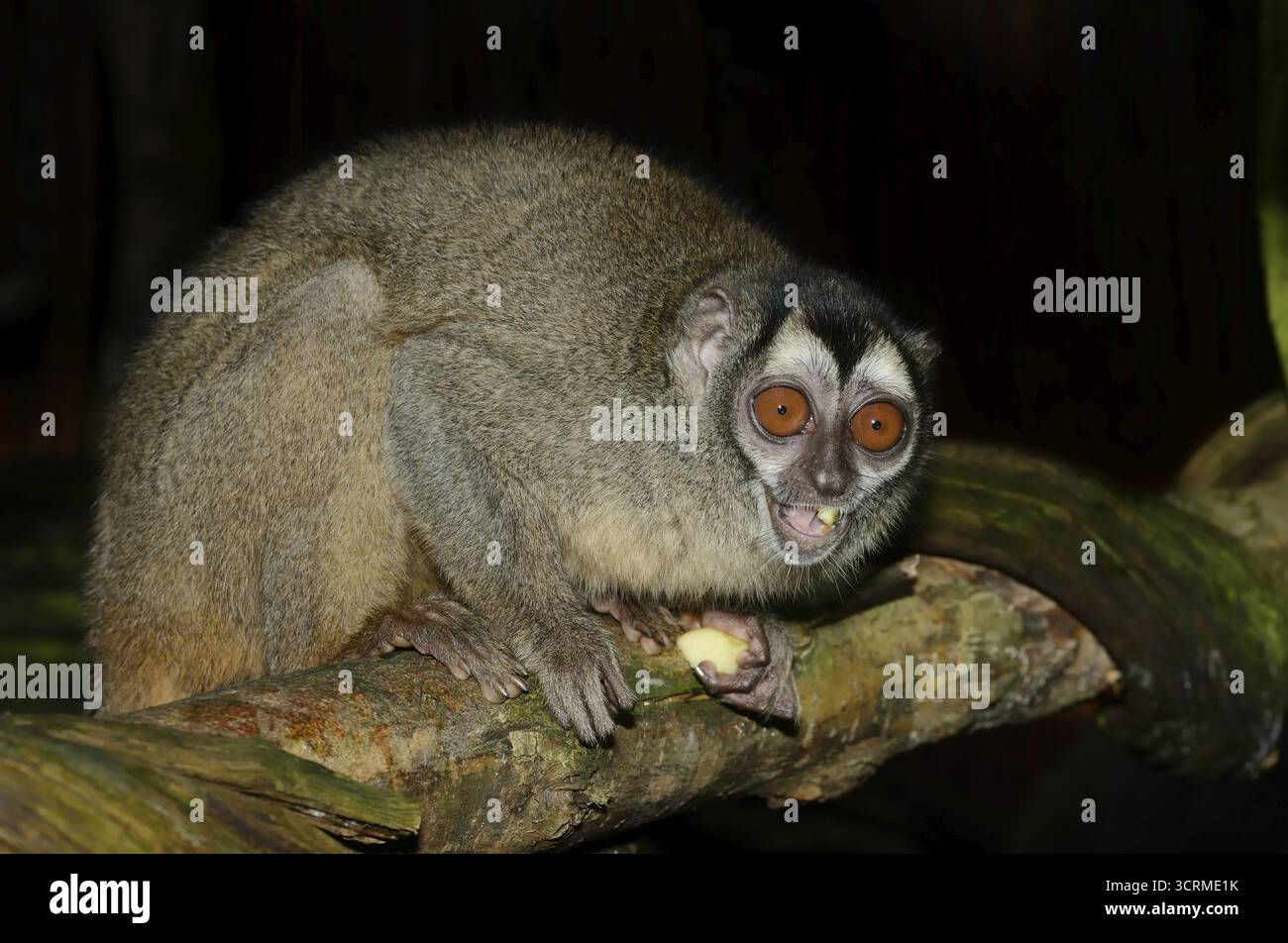 Grey-handed night monkey (Aotus griseimembra, Aotus lemurinus ...