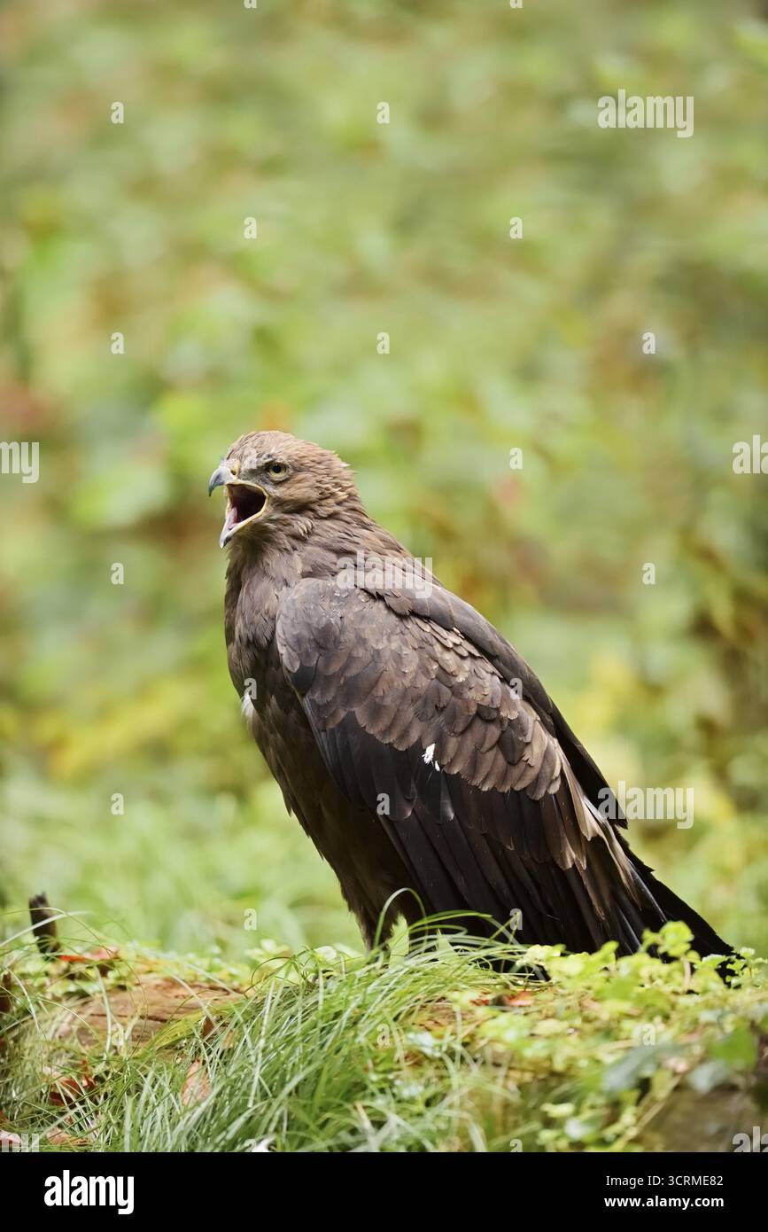 Lesser spotted eagle or Pomeranian eagle (Clanga pomarina, Aquila ...