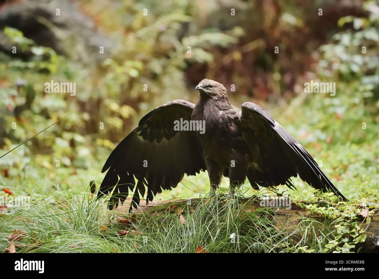 Lesser spotted eagle or Pomeranian eagle (Clanga pomarina, Aquila ...