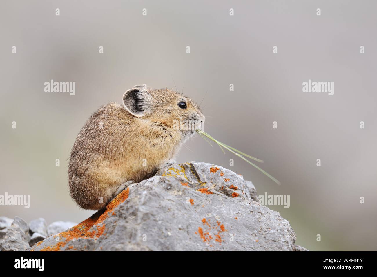 American pika (Ochotona princeps) sitting on a rock and eating, Jasper ...