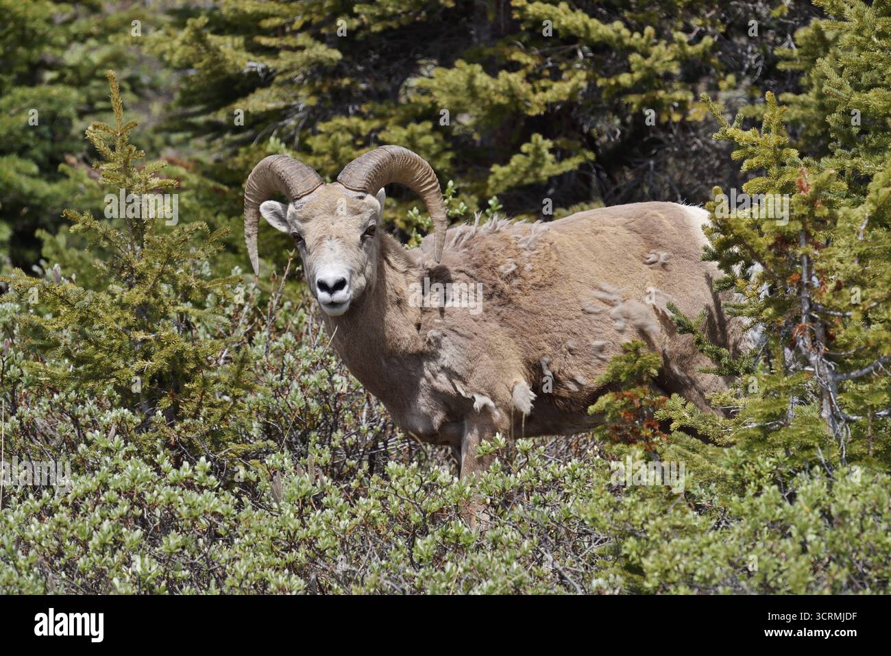 Rocky Mountains bighorn sheep (Ovis canadensis canadensis), ram, Jasper ...