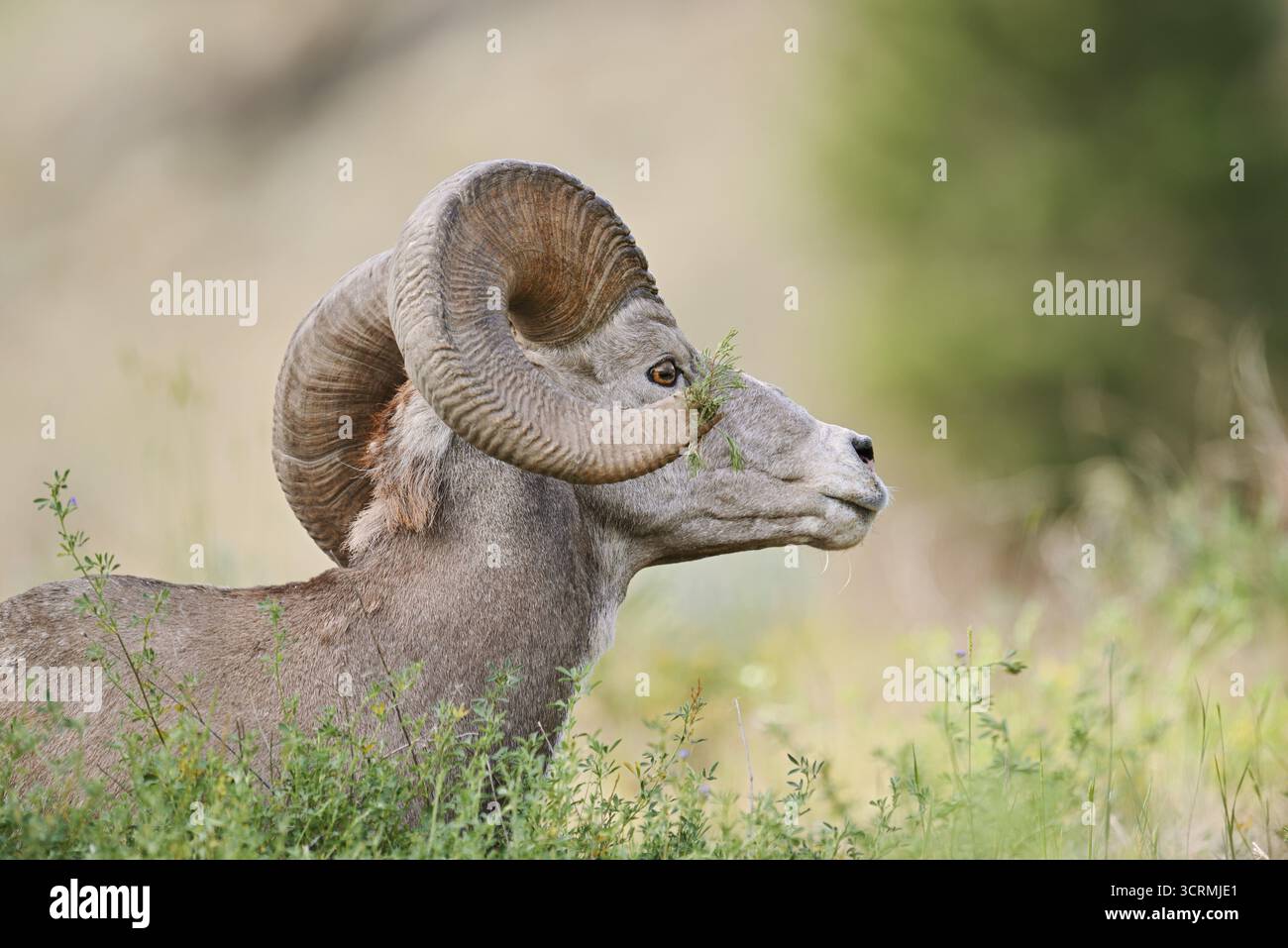 Rocky Mountains bighorn sheep (Ovis canadensis canadensis), ram ...