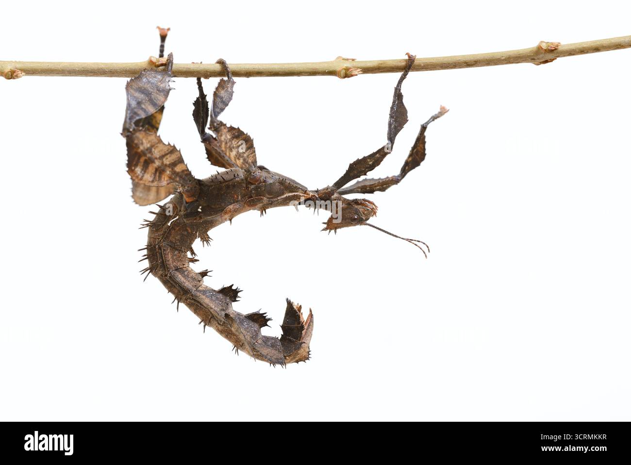 Australian grasshopper Cut Out Stock Images & Pictures - Alamy