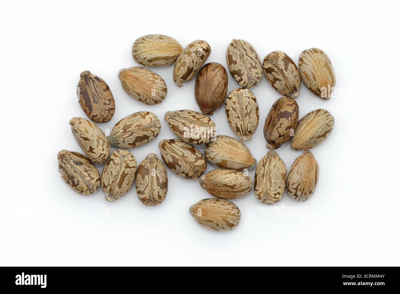 Miracle tree or castor oil plant ricinus communis hi-res stock ...