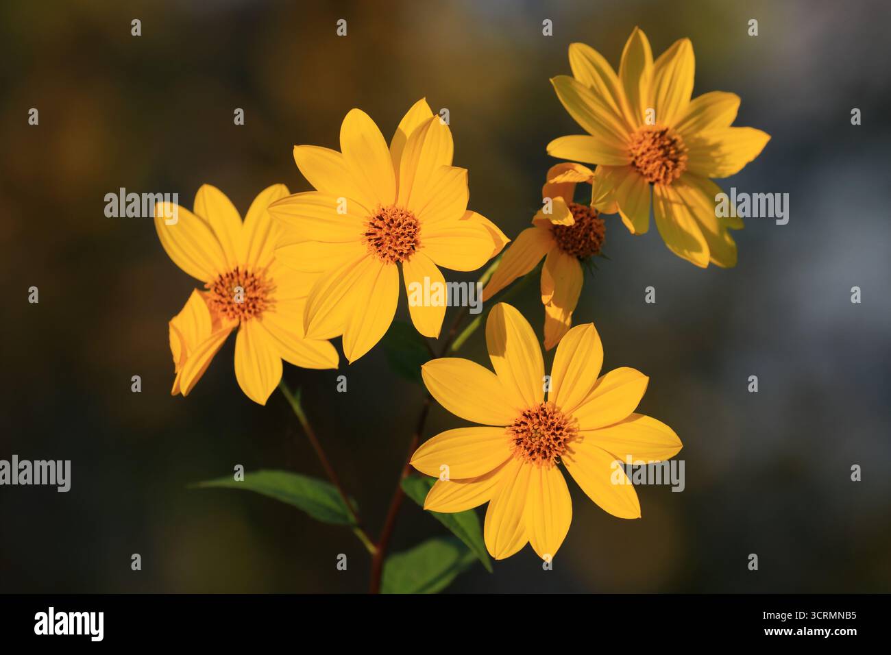 Invasive plant species, Jerusalem artichoke, Helianthus tuberosus ...