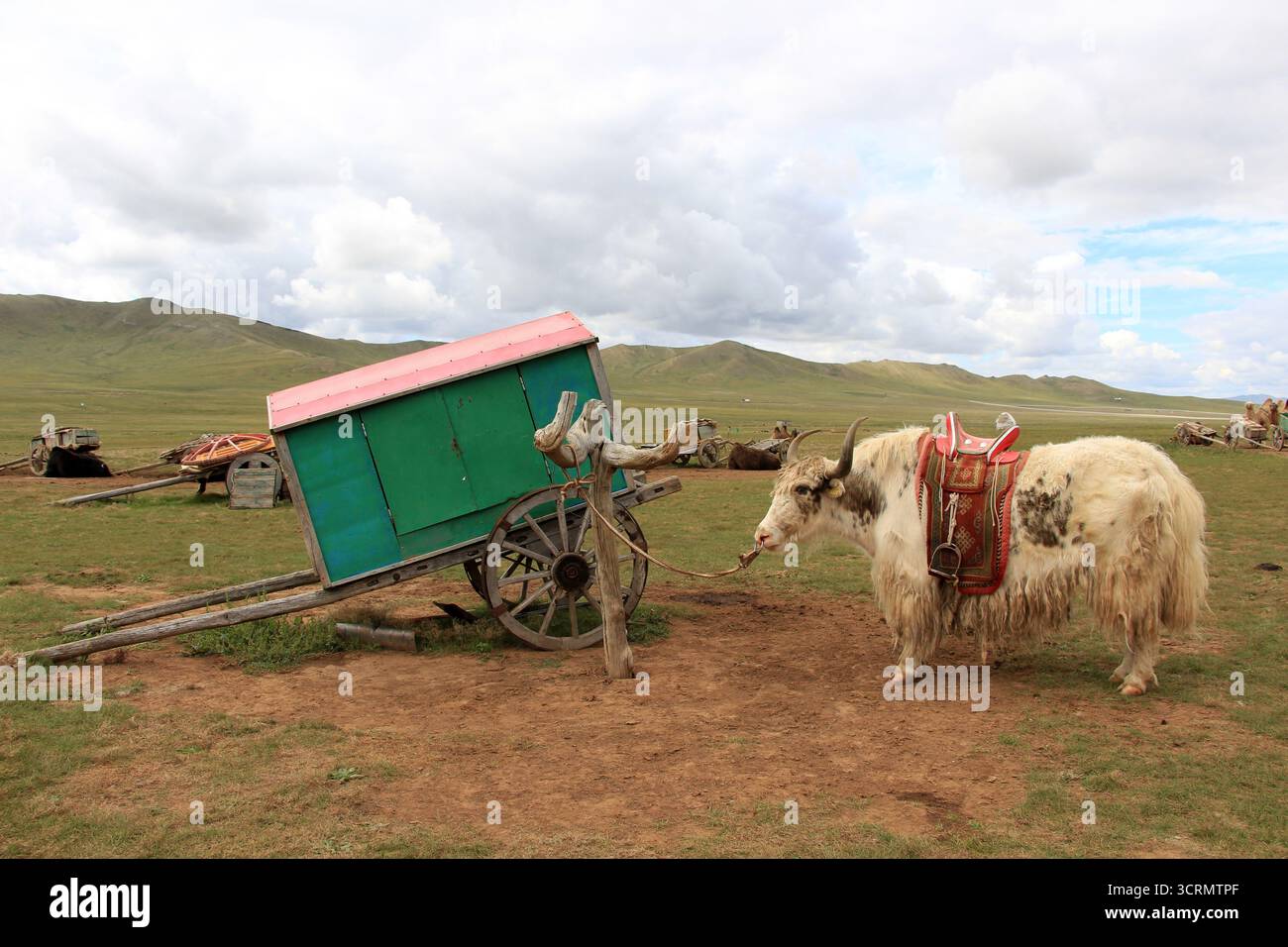 A type of yak and two-wheeled wooden cart native to rural areas of ...