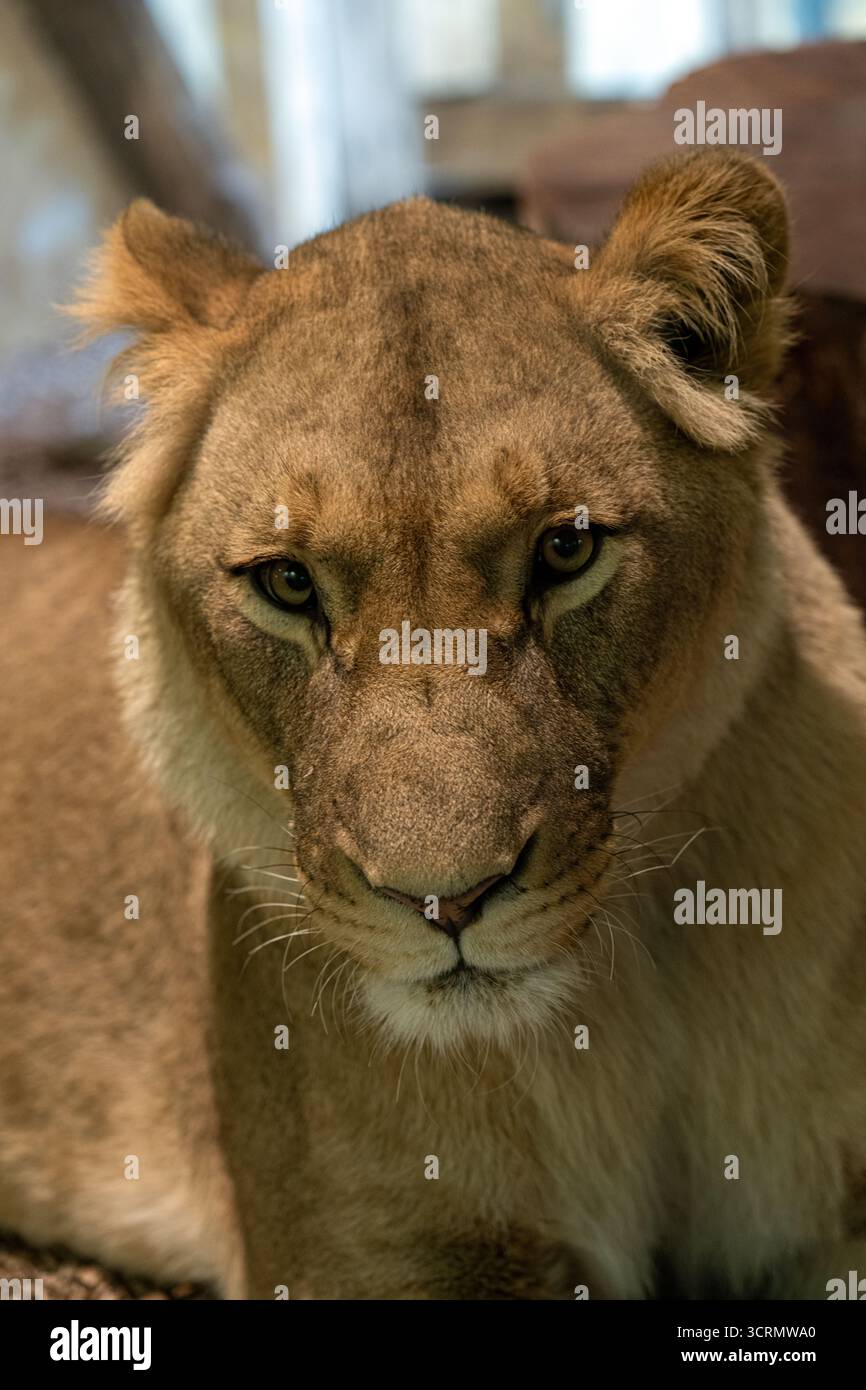 Lioness panthera leo male hi-res stock photography and images - Alamy