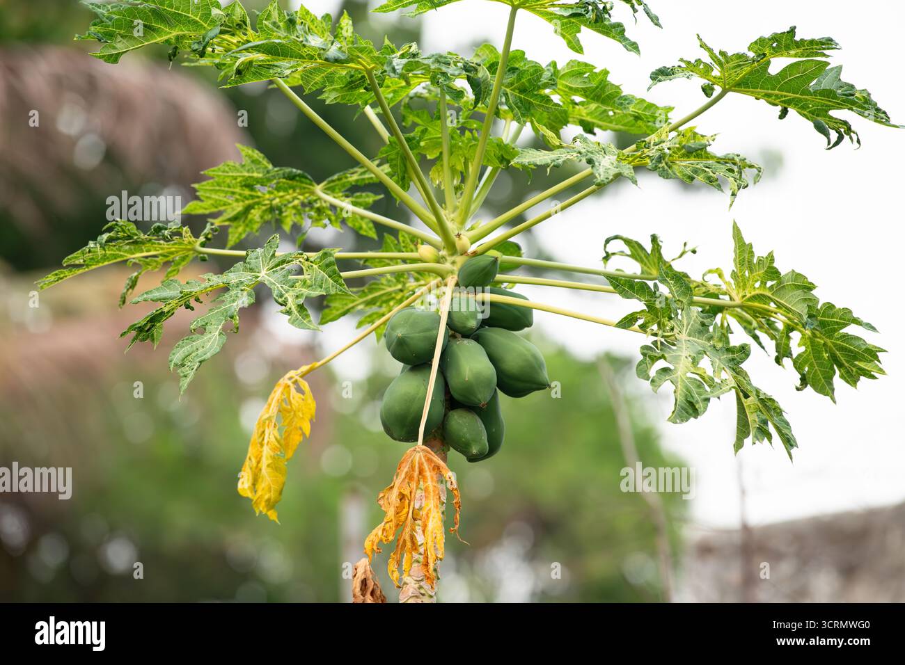Papaya fruit growing on tree in India, tropical papaw, agriculture ...