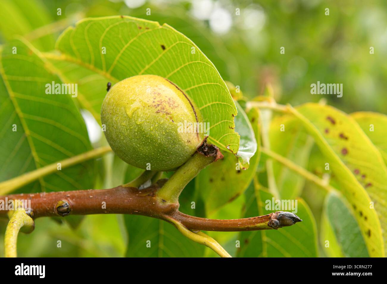 Appels Belgium September 2025 Walnuts juglans on a tree. Showing the ...